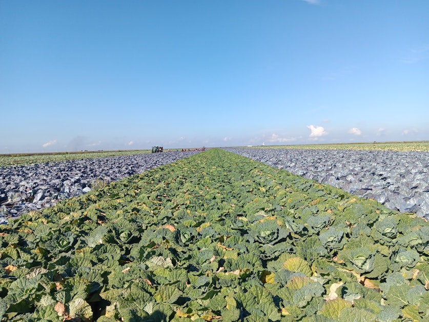 Variety Produce Glean - Clermont · Society of St. Andrew