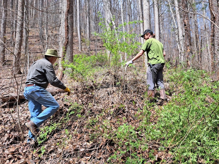 Invasive Plant Workday at Rivers Park House near Boone, NC 4/11 · Mobilize