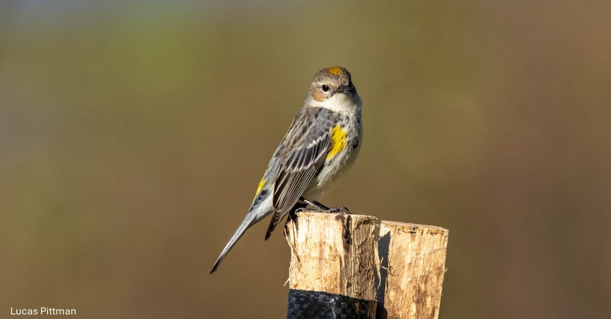 Apalachee Audubon: December Birds & Brews · Audubon Community Chapters