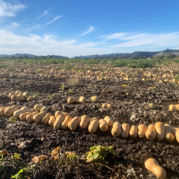 Butternut Squash Gleaning. Let's get this food from the field to those ...
