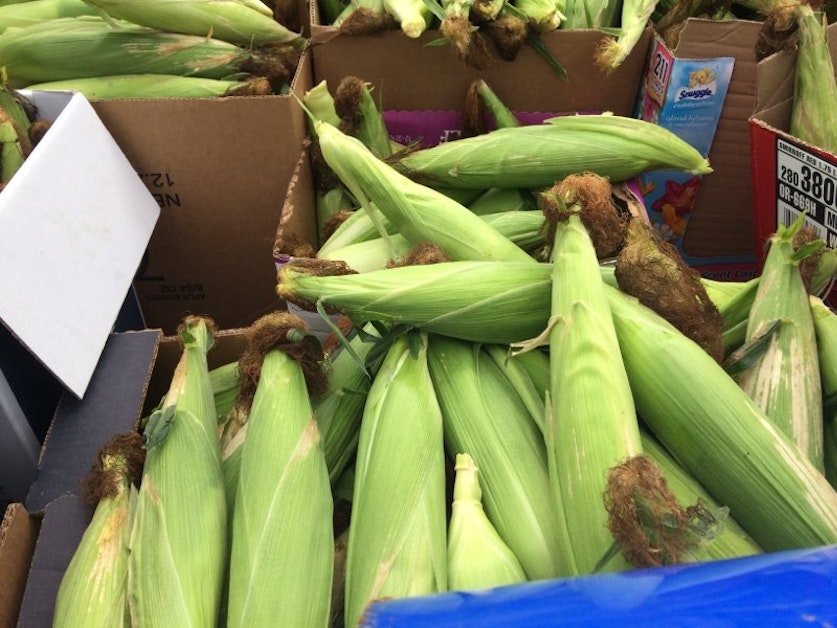 Corn Gleaning Thursday, 8/28 at 6:30pm near Centreville. · Mobilize