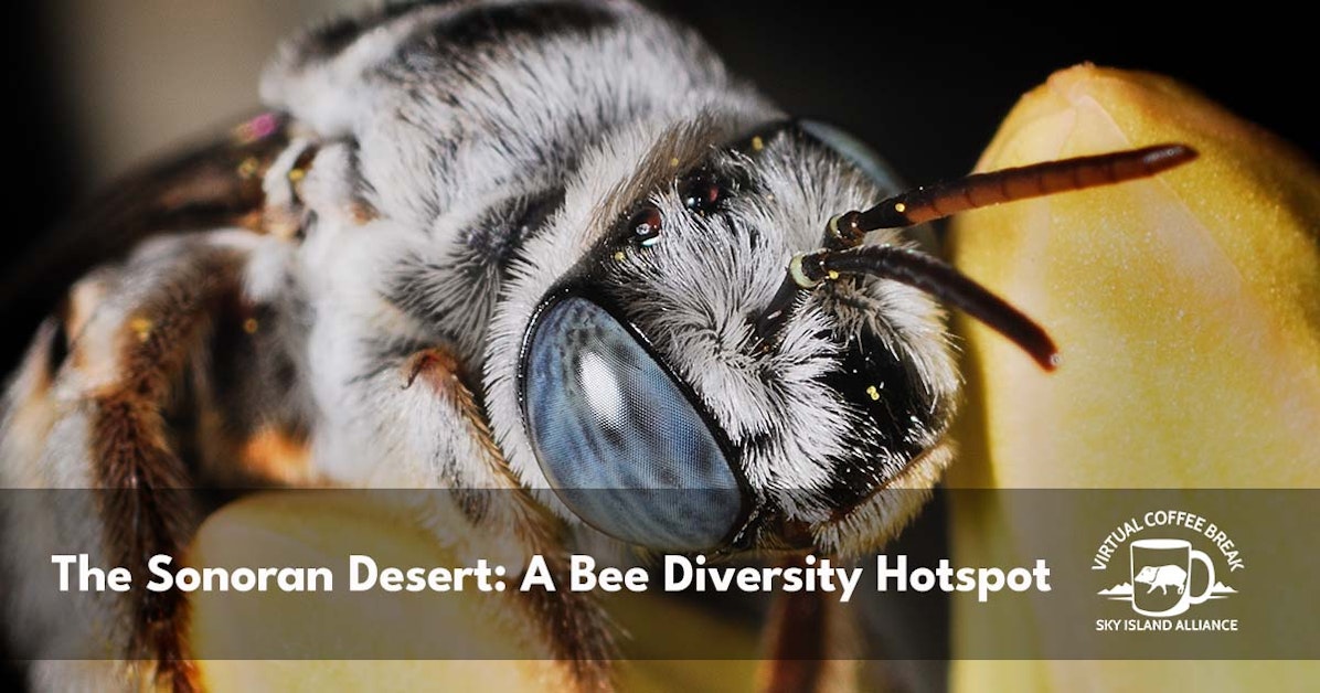 The Sonoran Desert: A Bee Diversity Hotspot · Sky Island Alliance