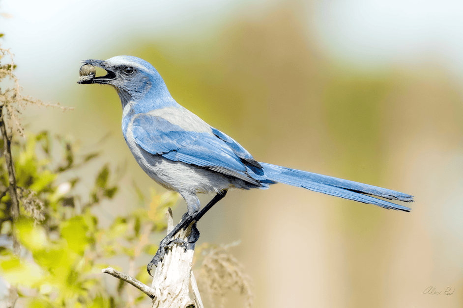 Jay Watch training · Audubon Florida