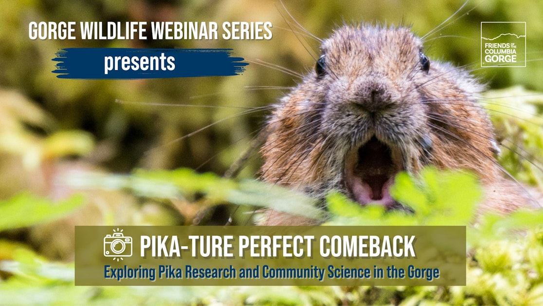 Webinar: Pika-ture Perfect Comeback: Exploring Pika Research and ...