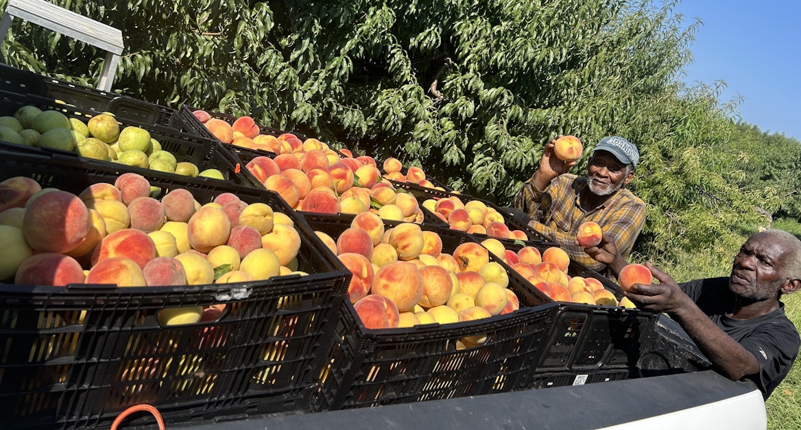 Peach Gleaning in Polk County (Mill Spring) · Mobilize
