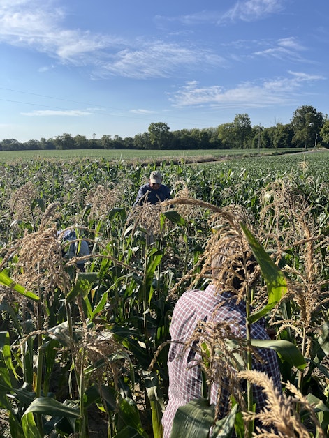 Gleaning Sweet Corn in Shelby County, Indiana · Society of St. Andrew