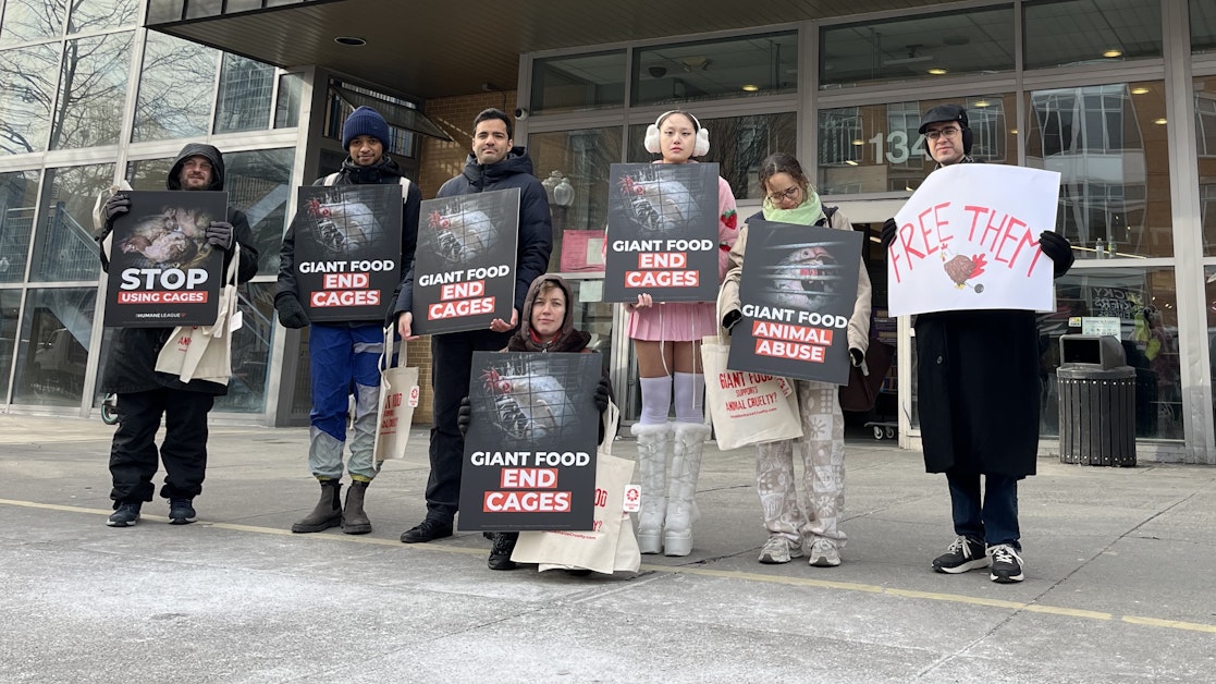 Washington, DC: Protest Animal Abuse at Giant Food · The Humane League