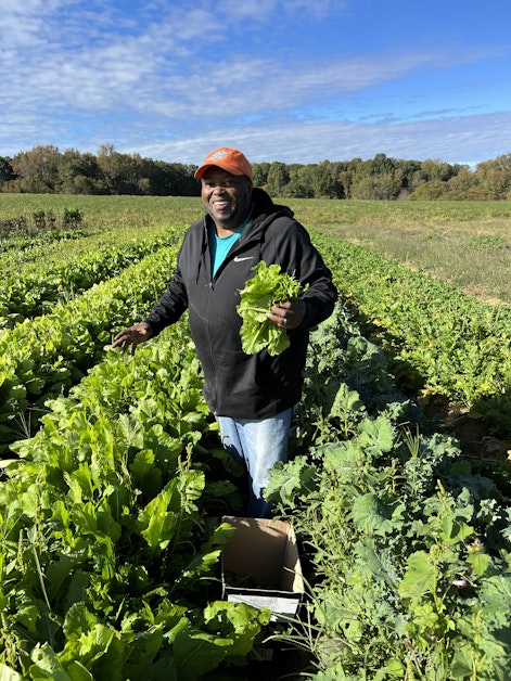 Kale and turnip green glean! Collard and cabbage "grow-backs" to ...