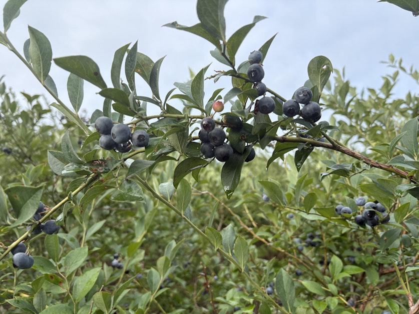 Blueberries in Hickory, Saturday August 9th. · Society of St. Andrew