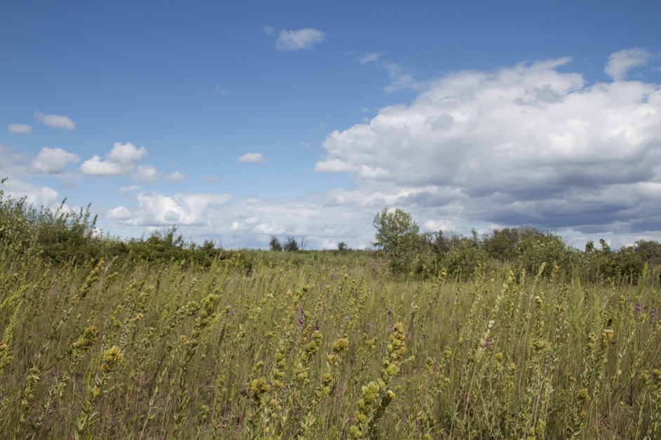 Seed Collection for Prairie Restoration · Audubon Upper Mississippi River