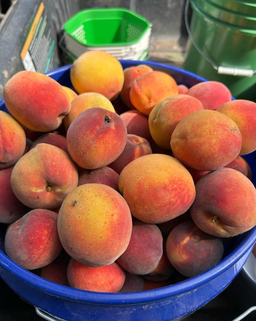 Peaches in Covesville! · Society of St. Andrew