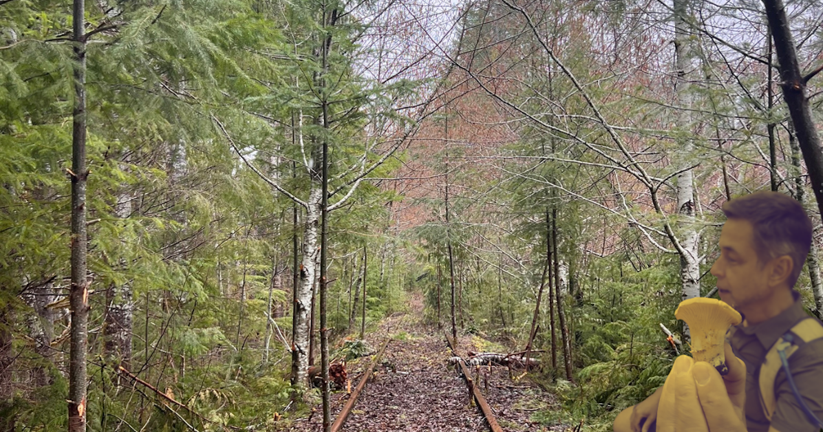 Fall Foraging Guided Hike at Reeher's Camp · Mobilize