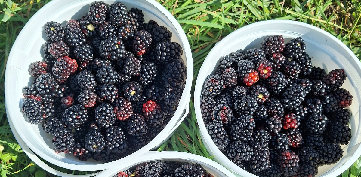 Gleaning Blackberries in Butler County · Society of St. Andrew