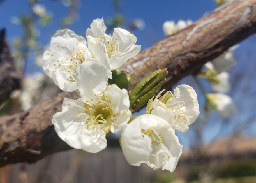 Woodland Activist Circle General Meeting · Activate America