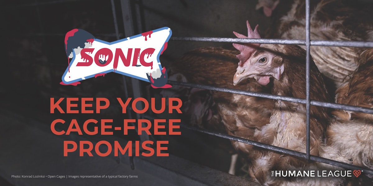 Protest at Sonic · The Humane League