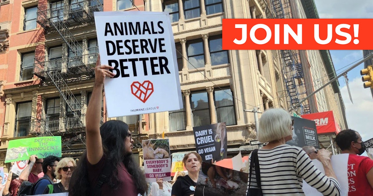 Seattle Area: Protest Animal Cruelty at Crumbl! · The Humane League