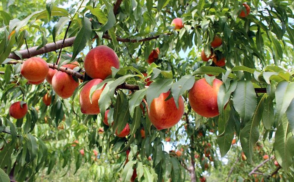 Peaches in Lawrence County, Indiana · Society of St. Andrew