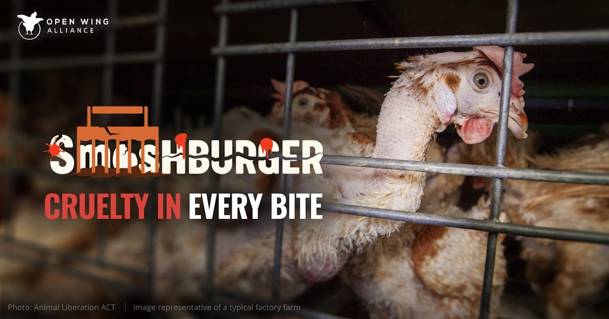 Louisville, KY: Protest Cruel Cages at Smashburger! · The Humane League
