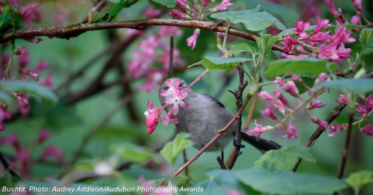Apalachee Audubon: April Morning Birds & Brews · Audubon Community Chapters