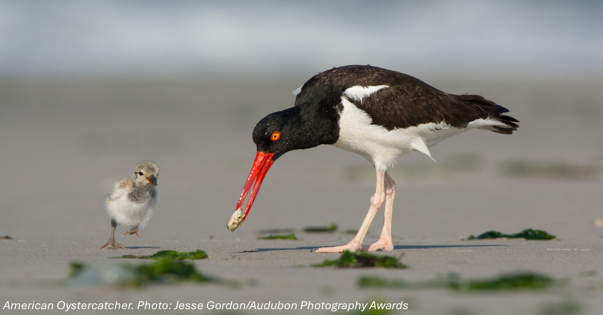 Genesee Valley Audubon Society: Birds and Nature Along the Canal at ...