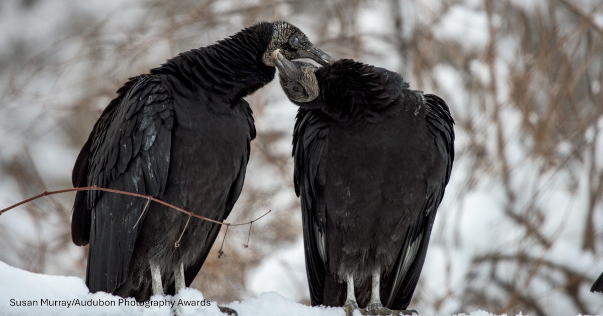 Western Cuyahoga Audubon Chapter - SECOND SATURDAY BIRD WALK · Audubon Community Chapters
